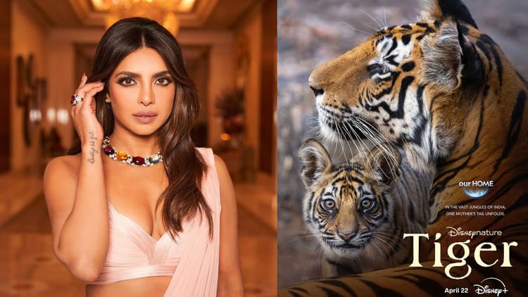 Priyanka Chopra Documentary Tiger Streamed On Hotstar On Occasion Of Earth Day - Amar Ujala ...