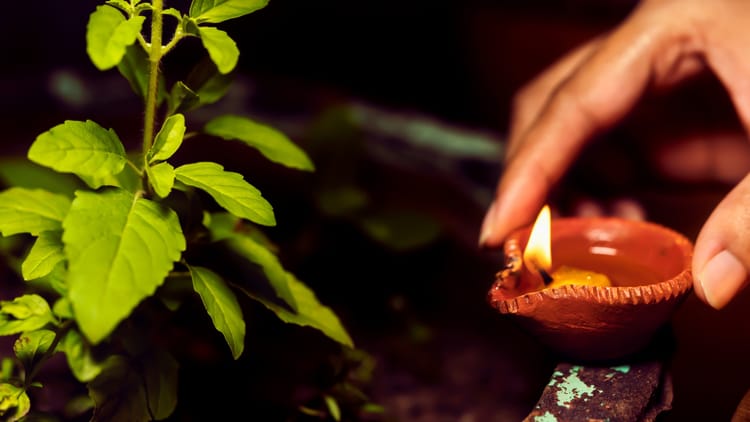 Vaishakh Month 2024:वैशाख माह में इस दिन तुलसी के पौधे को चढ़ाएं ये ...