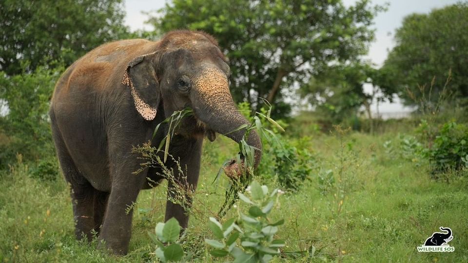 Elephant Kalpana Completes Five Years Of Independence After Forgetting ...