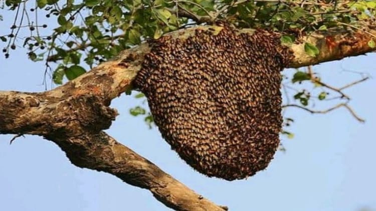 Man Riding A Bike Dies After Being Attacked By Bees In Kashipur - Amar ...