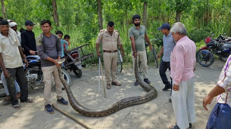 Laksar News: ट्रॉली के नीचे अजगर देख उड़े होश, शोर मचाने पर इकट्ठा हुए ग्रामीण, पकड़कर जंगल में ...