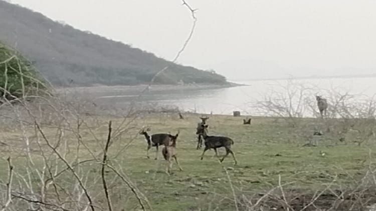 Tonk News: Census Of Wild Animals In The Forest Area Of Bisalpur Dam ...