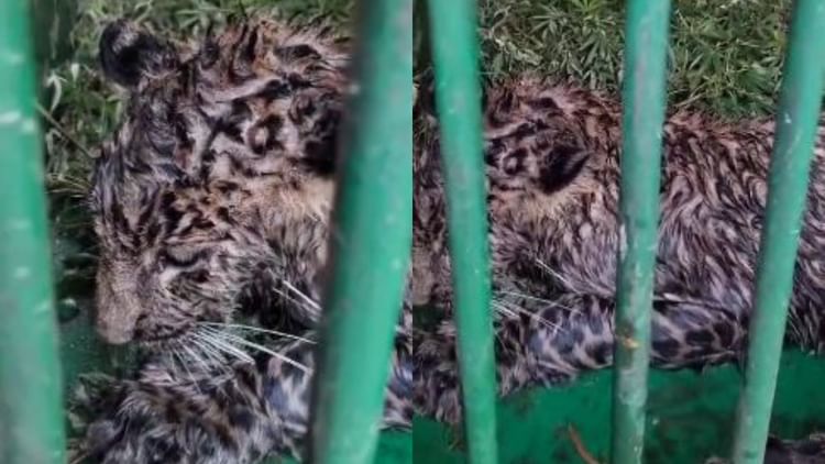 Sick Leopard Cub Dies During Treatment In Lakhimpur Kheri - Amar Ujala ...