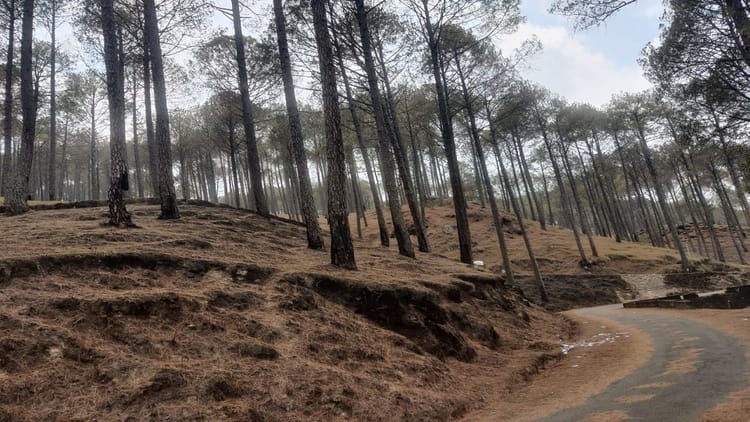 More Than 270 Trees On The Verge Of Falling Due To Forest Fire In Ranikhet - Amar Ujala Hindi ...