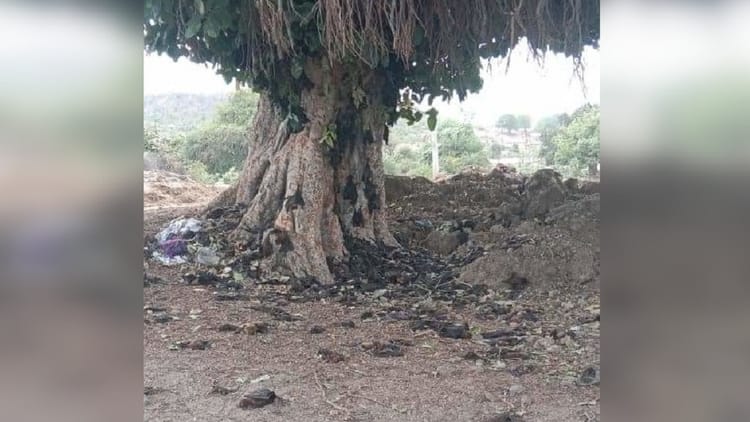 Hundreds Of Bats Found Dead Under Banyan Tree In Jakhlaun, Lalitpur ...