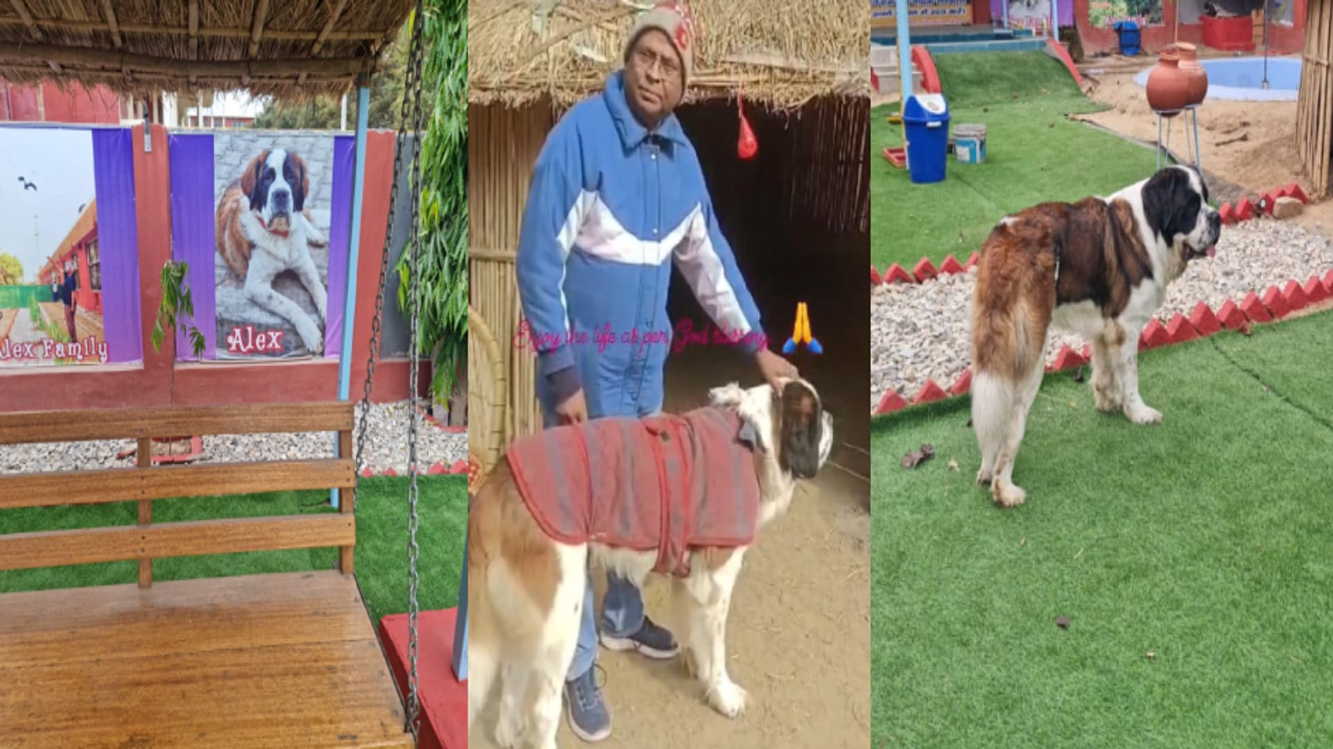 Brthday Party Of Alex Dog Will Celebrate In Meerut And Guest Come From ...