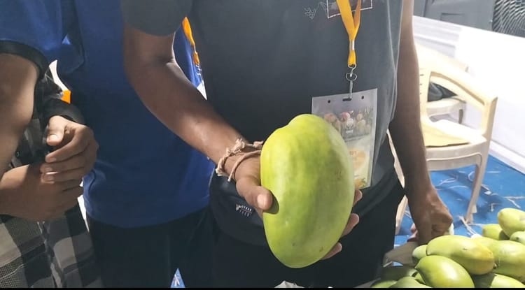 Mp News: Noorjahan Mango Available In Bhopal Mango Festival, Price Rs ...