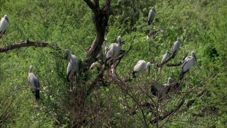 Amid Extreme Heatwave Creation And Maintenance Water Sources Wildlife ...