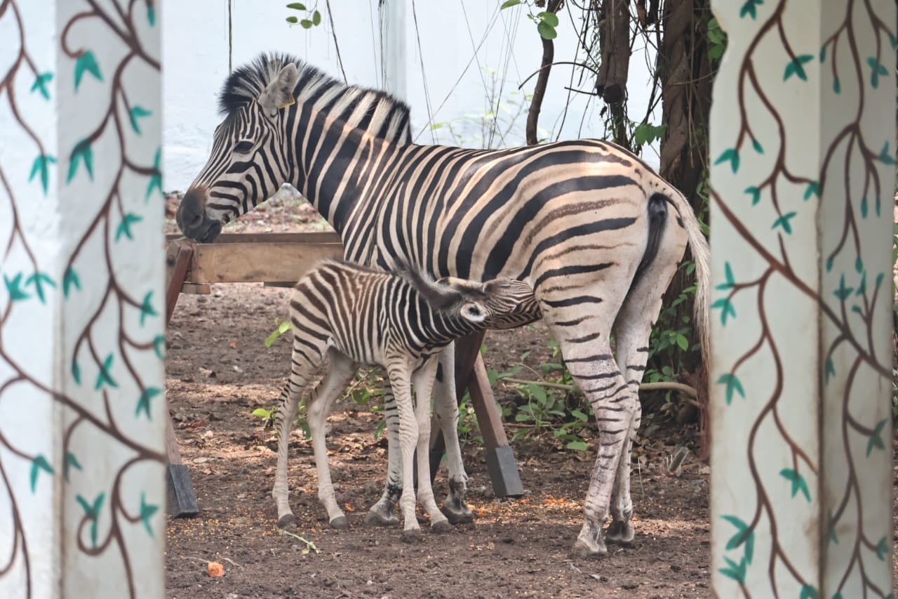 Indore: Birth Of Braby Zebra In Indore Zoo, Family Expanded For The ...
