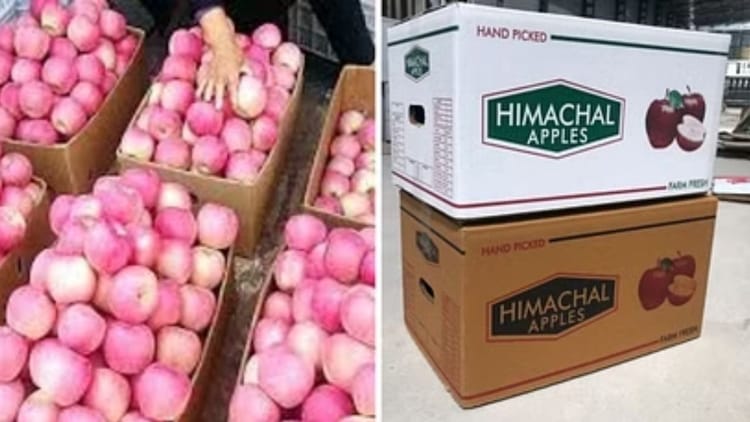 Himachal News Apple Cartons Will Be Cheaper By Up To Rs 3 Due To ...