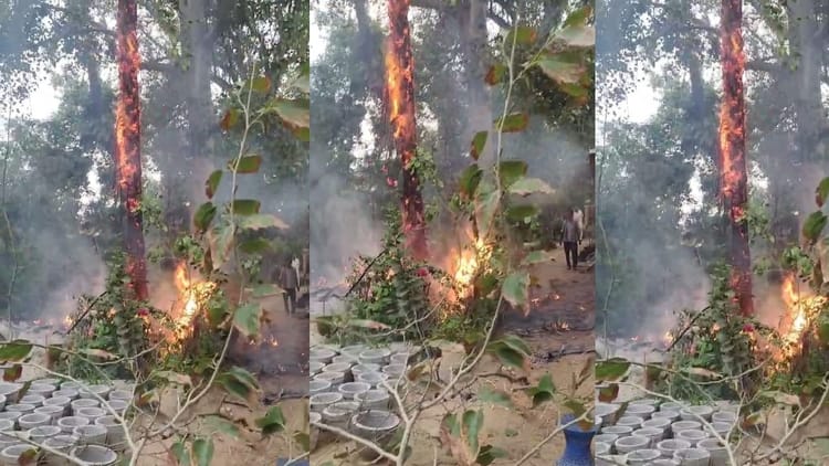 Lightning Struck A Nursery In Hisar With A Loud Explosion, A Tree ...