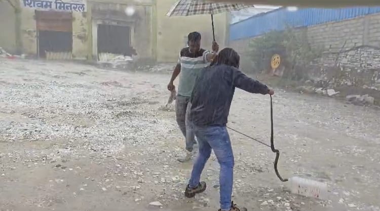 Goyra And Cobra Snakes Seen Together In Factory Premises In Udaipur ...