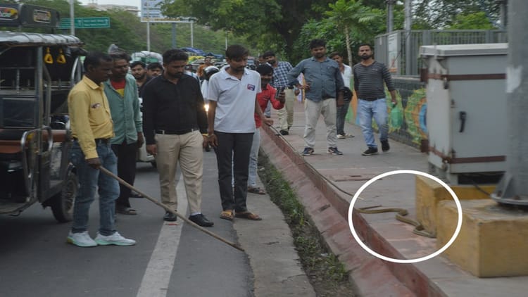 Snake On Middle Of Road Long Queue Of Vehicles Traffic Jam - Amar Ujala ...