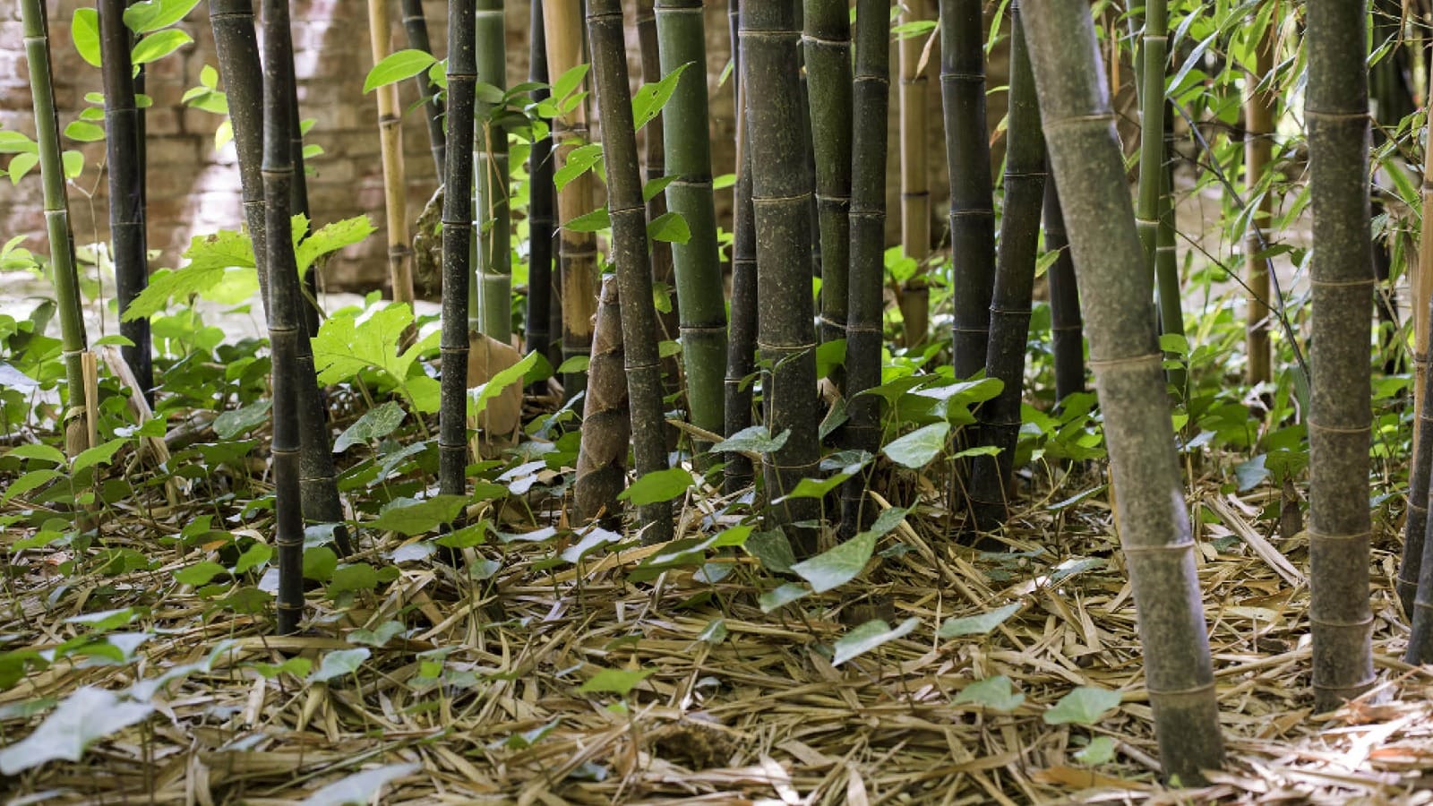 Study: Epidemic And Famine Strike After Bamboo Flowers, Symptoms Have ...