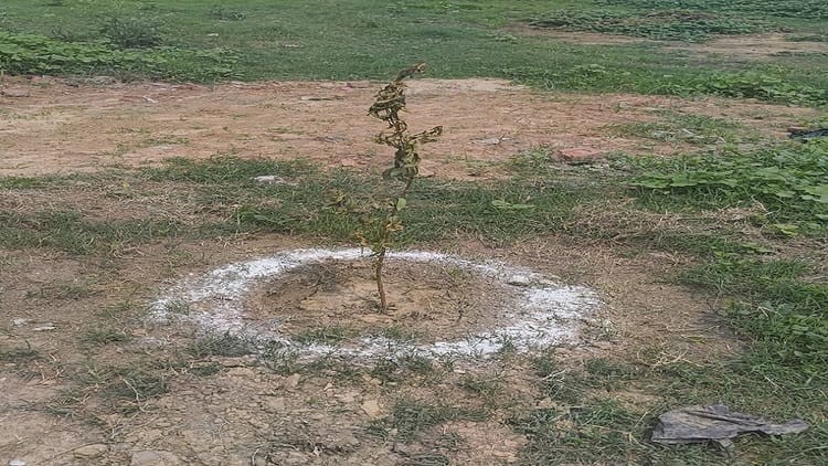 अमर उजाला पड़ताल:जश्न के चंद घंटे बाद ही जिंदगी हार गए पौधे, कुछ सूखे ...