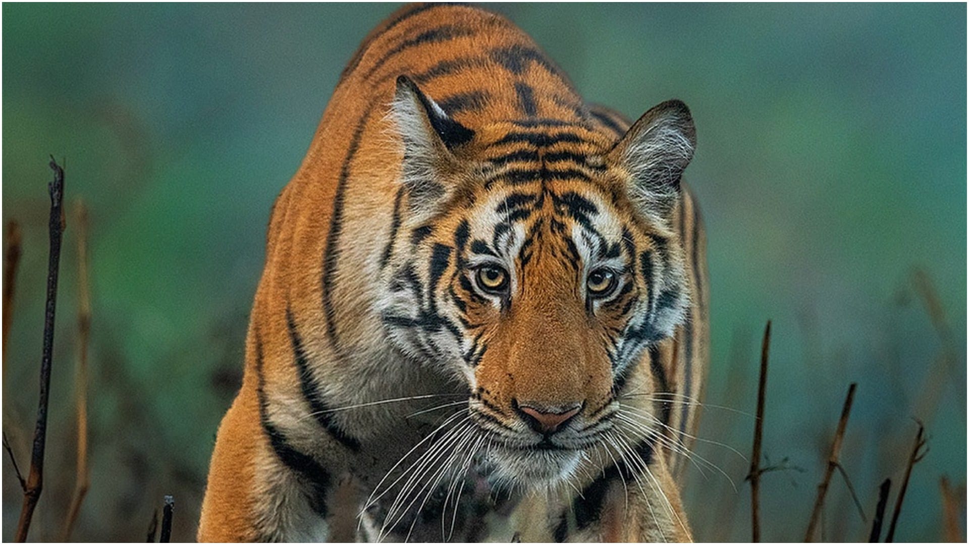 International Tiger Day Best Places To Spot Tigers In India Check ...