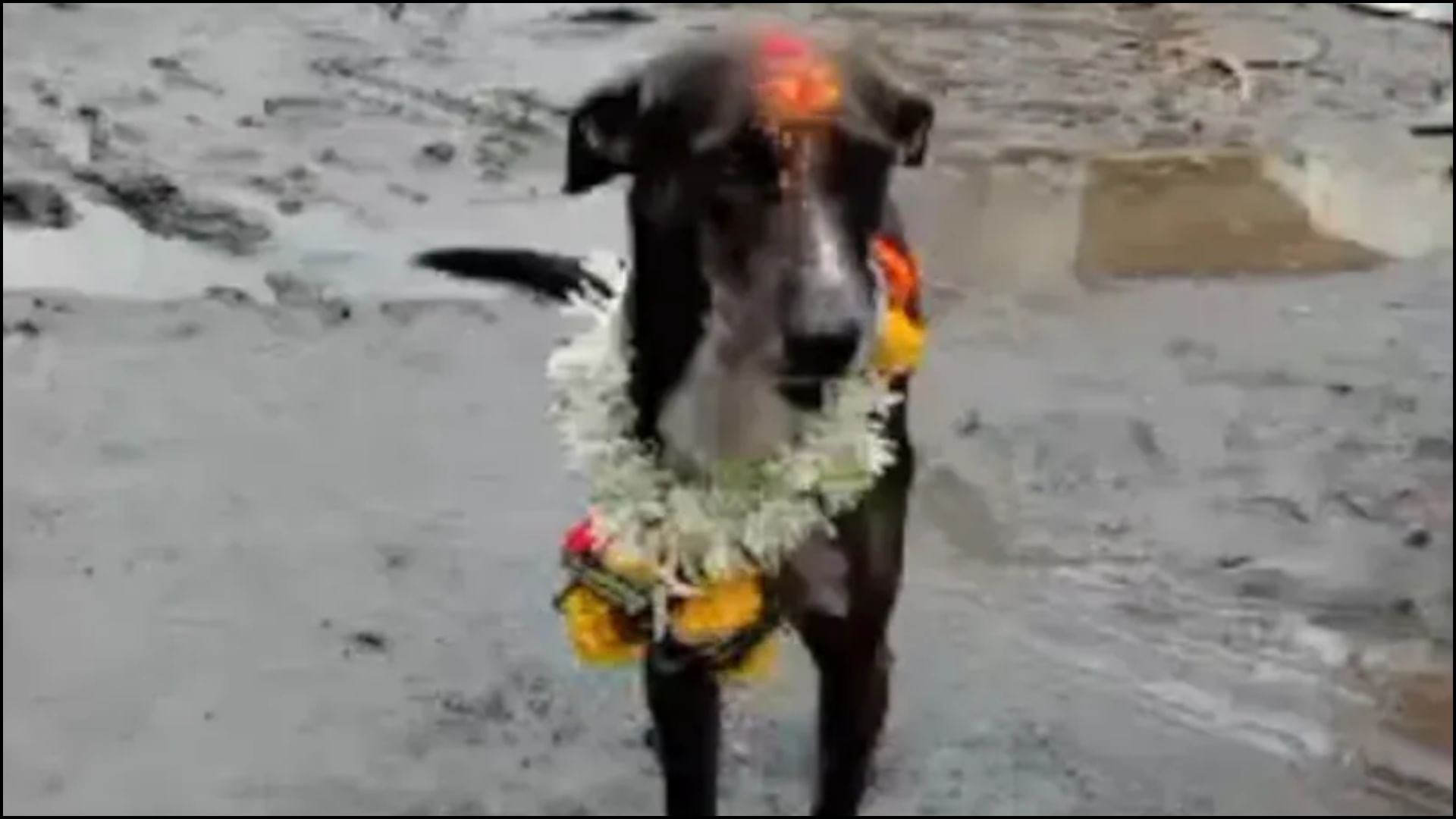 Lost Dog Returns Home Travelling Alone For 250 Kilometers From ...