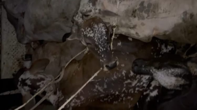 Bikaner News:गौ रक्षकों ने कई किलोमीटर पीछा कर मुक्त कराए सात गौवंश ...