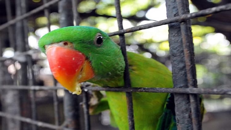 Keeping Birds In Captivity Can Lead To Punishment In Chhattisgarh ...