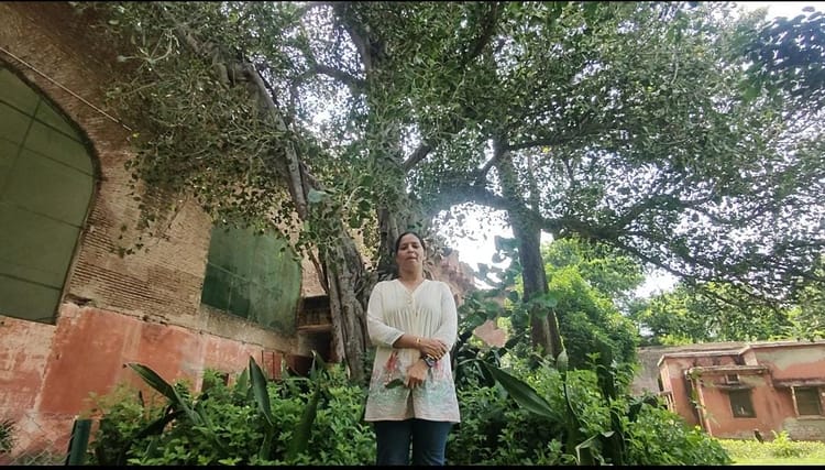 Janmashtami 2024 Ficus Krishna Tree At Khan-e-alam Nursery Agra - Amar ...