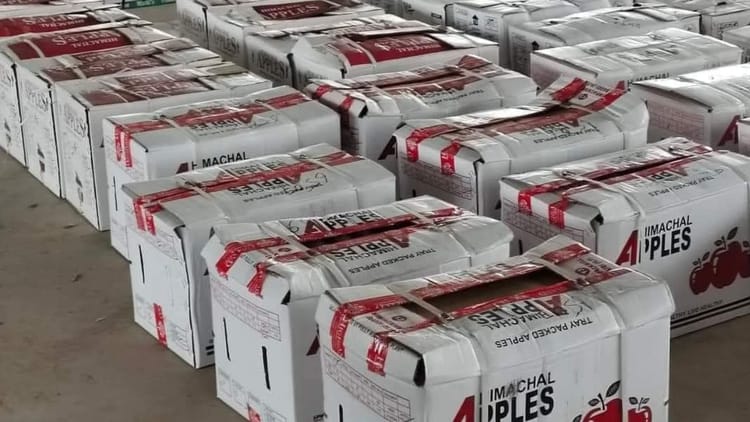 Himachal Packing Of Apples In Six Layers In Universal Cartons Open ...