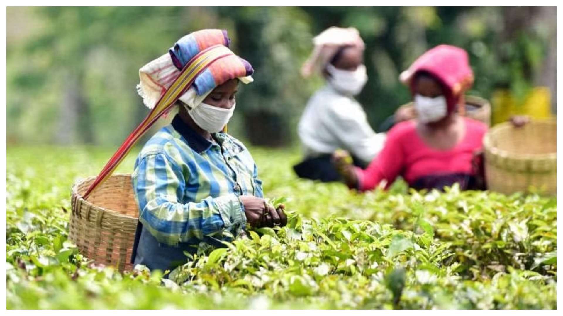 Tea City Of India:चाय पीने के हैं शौकीन तो इस शहर में लें चुस्कियां ...