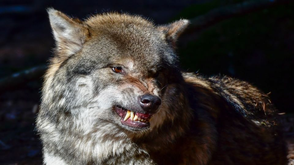 Wolf Attack: Wolf Attacks 11 Year Old Girl In Bahraich And Runs Away ...