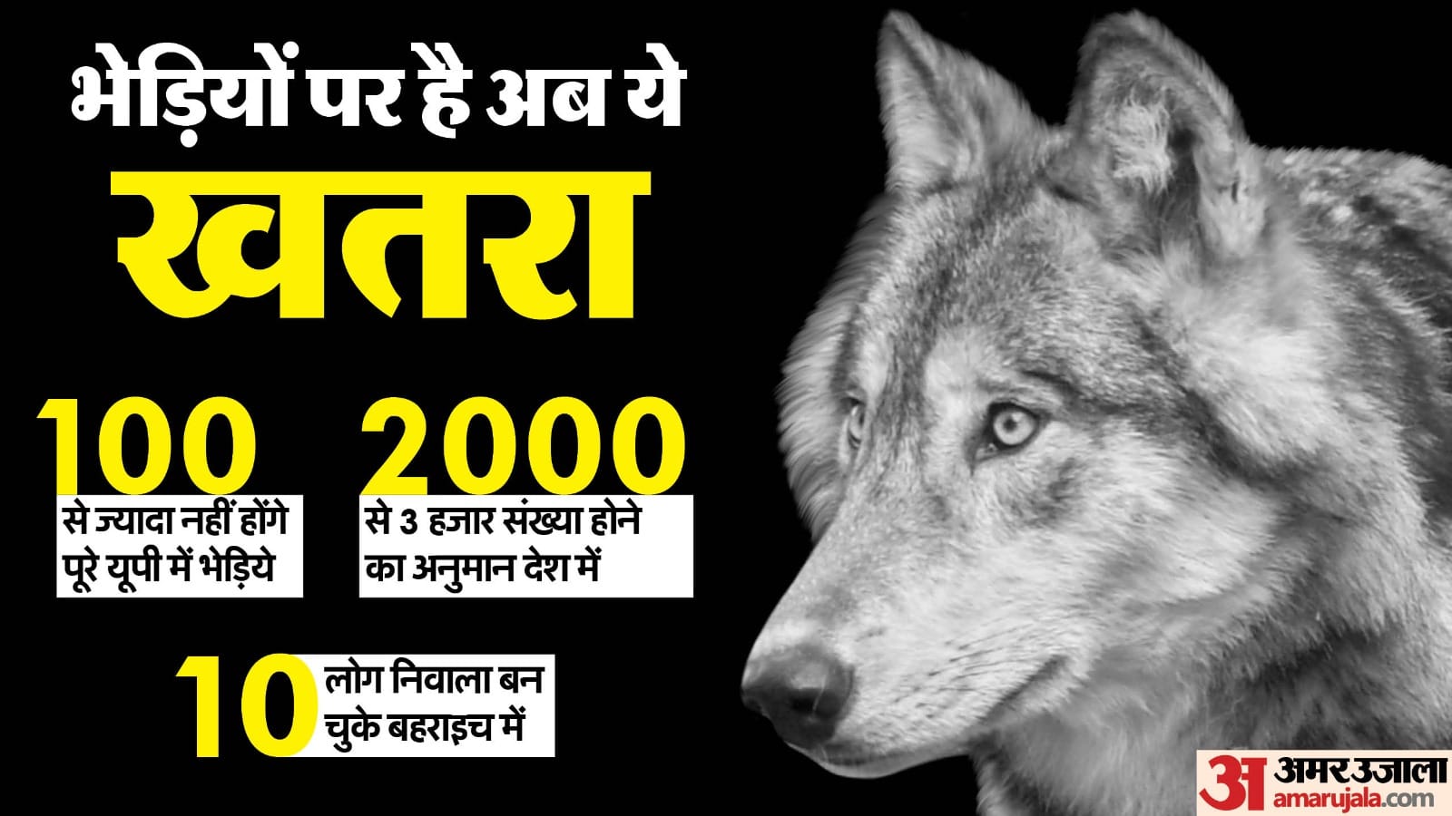 Wolf Attacks:हमलों से साफ है, अब तक नहीं पकड़े गए असली आदमखोर भेड़िये ...