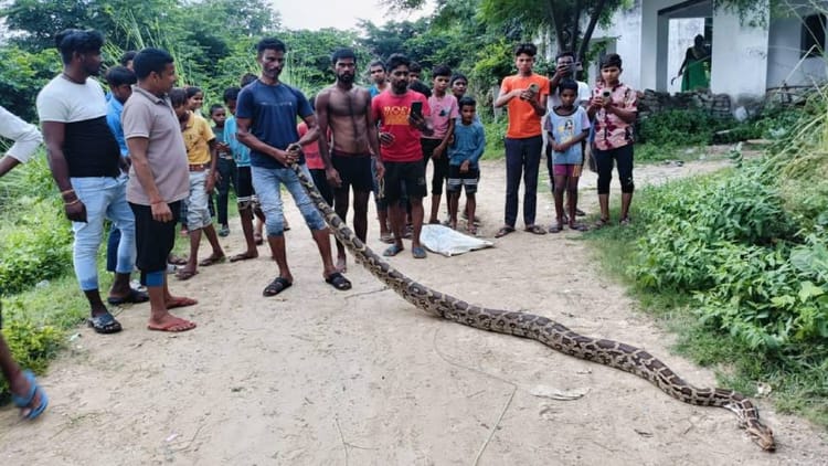 Villagers Caught 10 Feet Long Python That Reached Village In Agra ...