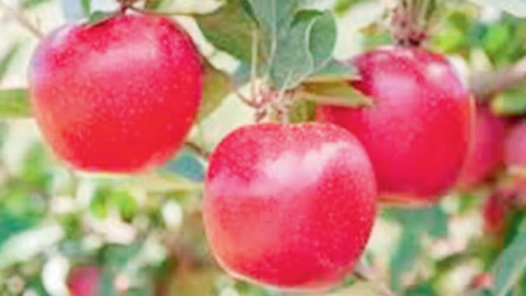 Ban On Selling Of Flash Gala Apple Saplings And Cuttings In Himachal ...