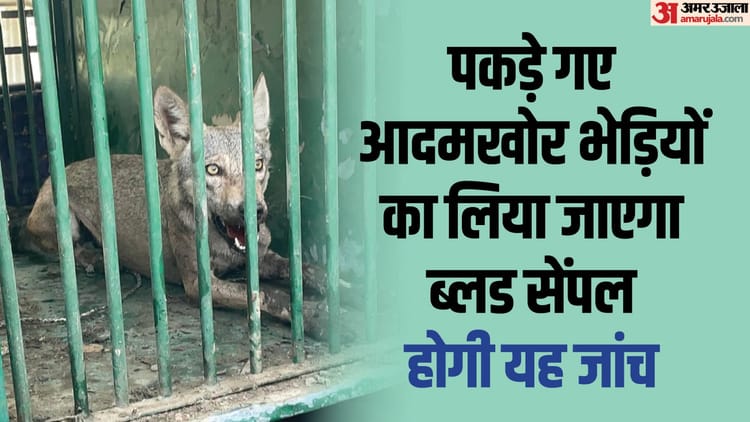Wolf In Up:वुल्फ डॉग नहीं हैं आदमखोर भेड़िये, डब्ल्यूआईआई का आकलन ...