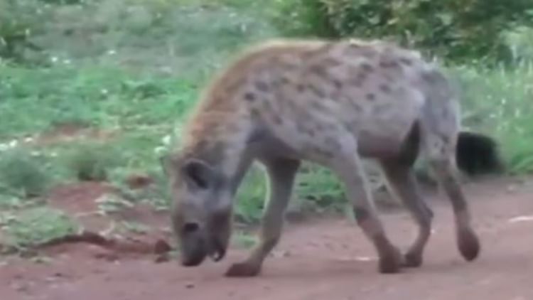 Sawai Madhopur: Jarakh Took Away A Two-month-old Girl, The Forest ...