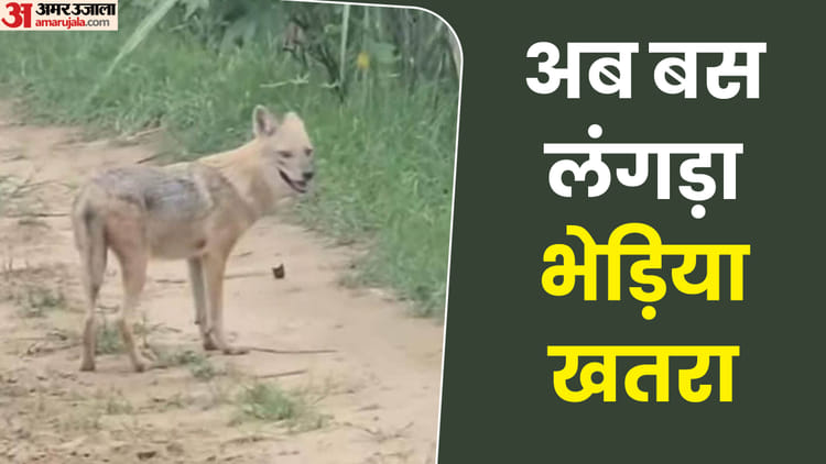 Wolf Attack In Bahraich Lame Wolf Is Roaming Around Posing A Threat Its ...