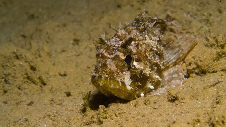 Scorpion Fish:गिरगिट की तरह रंग बदलने में माहिर है ये मछली, जहरीली इतनी ...