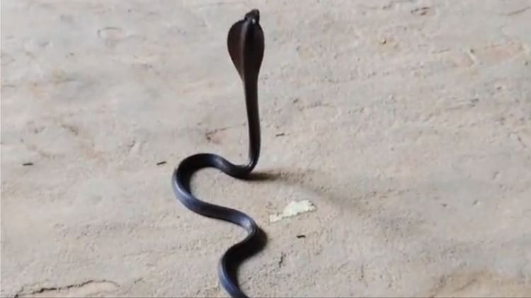 Us And Finland Researchers Team Used Genome To Trace Cobra True Origin ...