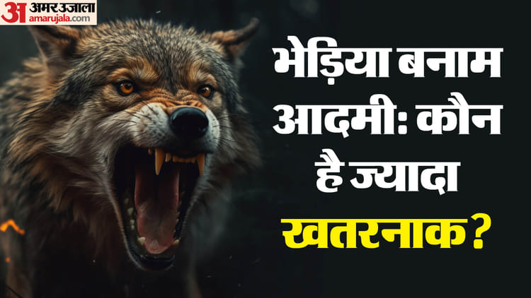 Wolf Vs Human: Why Have Wolves Become Enemies Of Humans? Know What Do ...