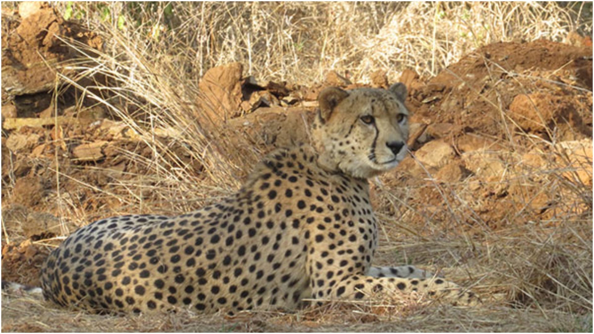 Project Cheetah:रिपोर्ट में दावा- देश में फल-फूल रहा चीतों का परिवार, जानें दो साल में कितना ...