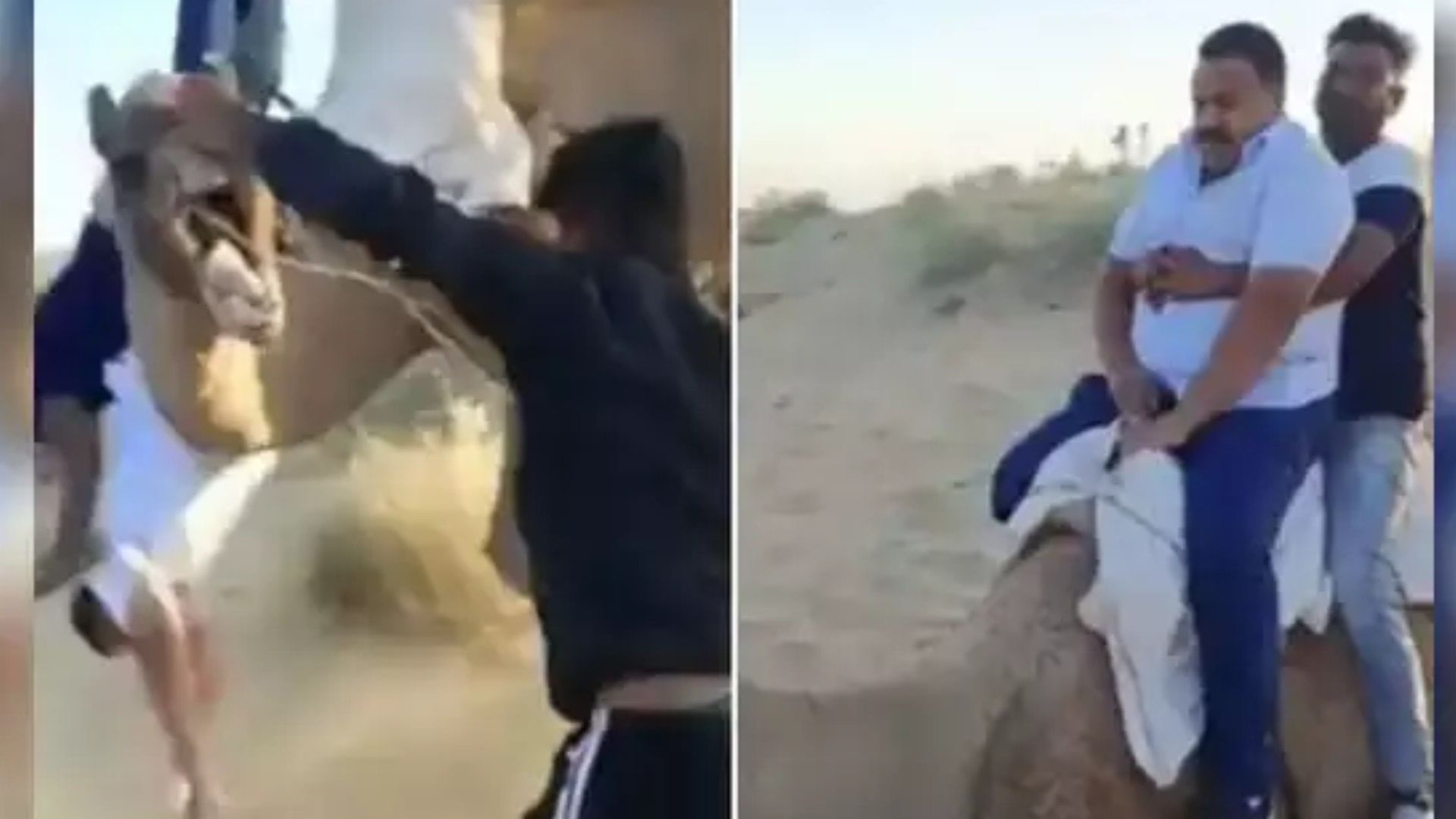 Viral Video: After Sitting On A Camel Two People Fell Camel Riding Fail ...