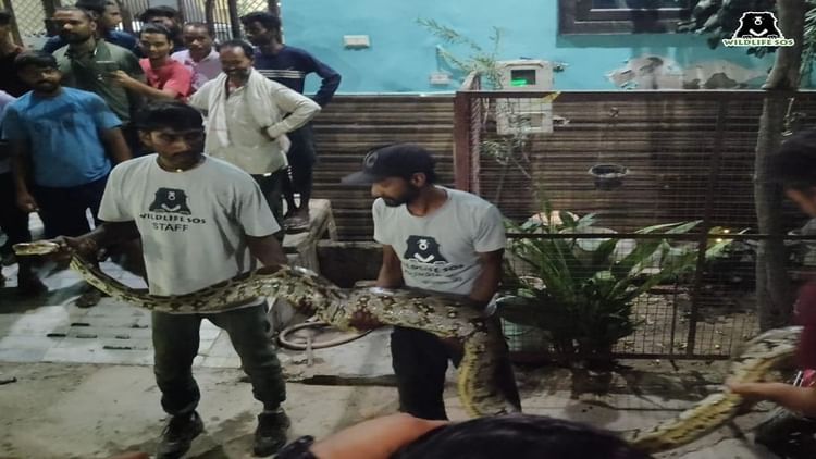 Huge Python Found In Agra Team Rescue Five People Picked Up Together ...