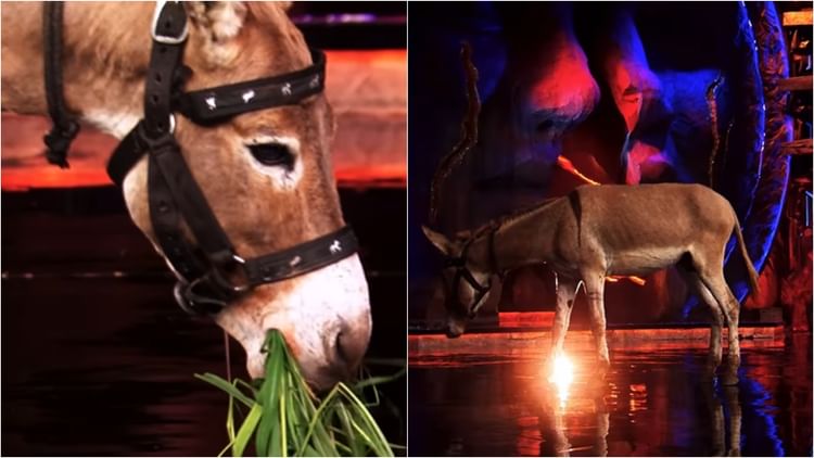 Bigg Boss 18: Contestant Gunaratna Sadavarte Pet Donkey Max Will Stay ...