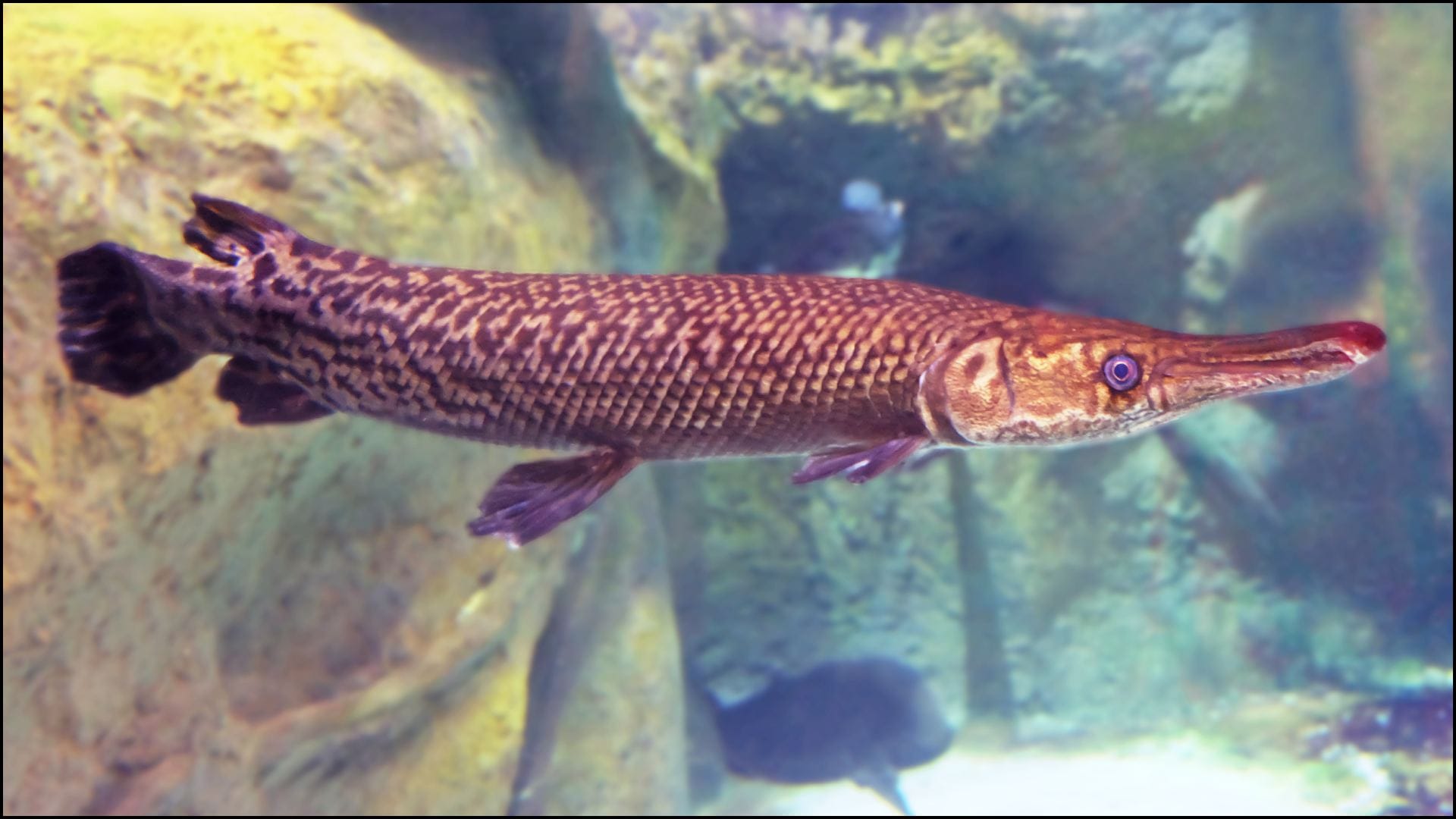 Living Fossil Alligator Gar Fish Who Saw Dinosaurs Died Also Known As ...