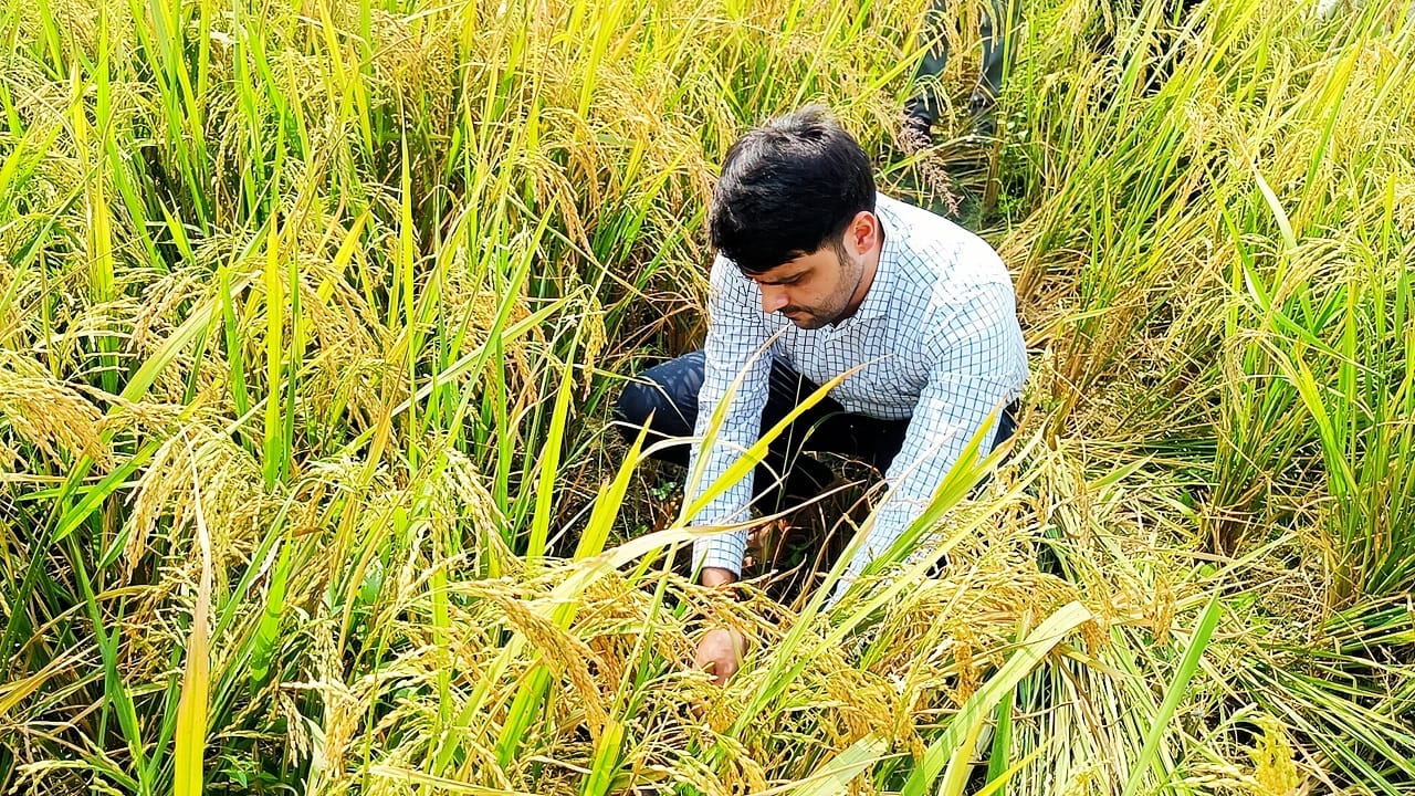 Health News:धान की जड़ों में खोजा सुरक्षा कवच, अब चावल के दानों तक नहीं ...