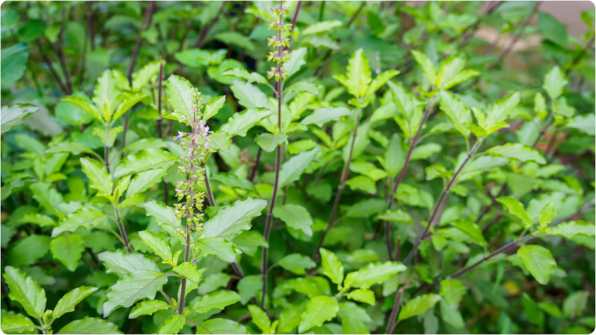 Vastu Tips Of Tulsi Do Not Keep Plant In These Places Of The House Even 