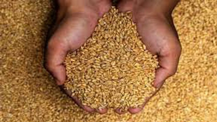 Current Financial Year Food Grain Production Expectation Over 33 Crore Tonnes Hope Of Increase ...