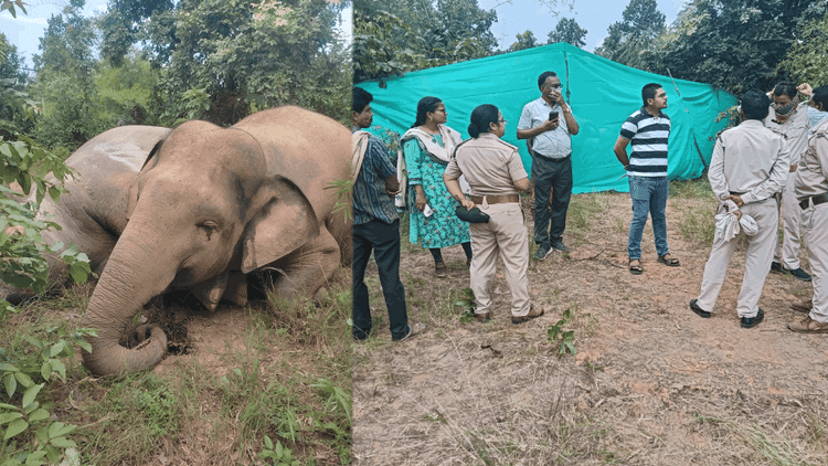 Bitguard Suspended In The Case Of Death Of Elephants Due To Electric Shock In Raigarh - Amar ...