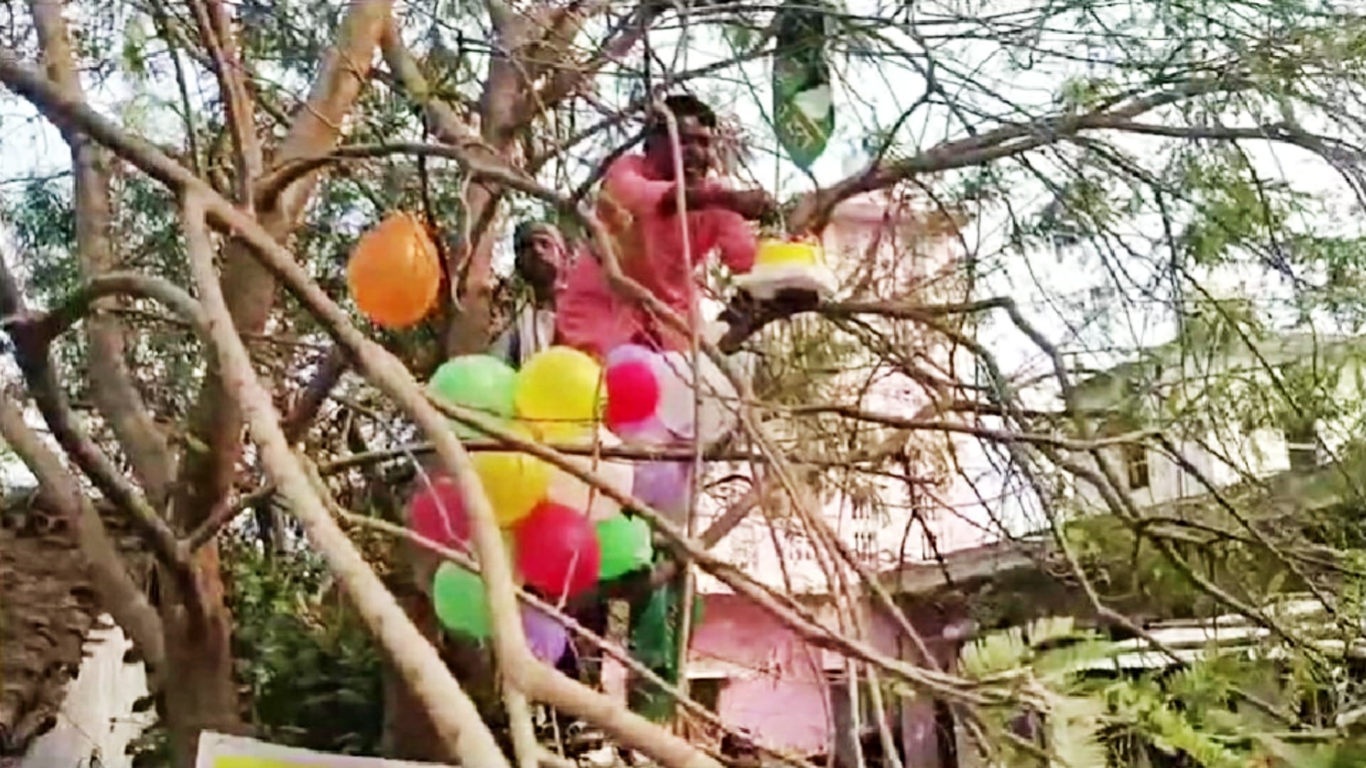 Tejashwi Yadav Birthday: Supporter Seen Cutting Cake On Tree, Mukesh ...