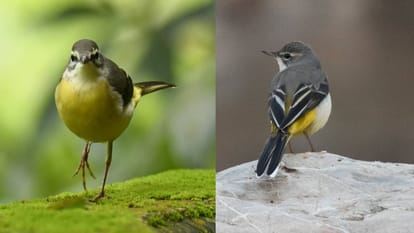 पक्षियों का संसार और हम:महाकाव्यों में चर्चित खंजन पक्षी, स्लेटी खंजन ...