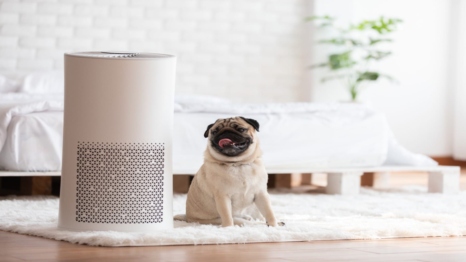 Air Purifier:घर पर बनाएं एयर प्यूरीफायर, मिलेगी शुद्ध हवा, प्रदूषण से ...