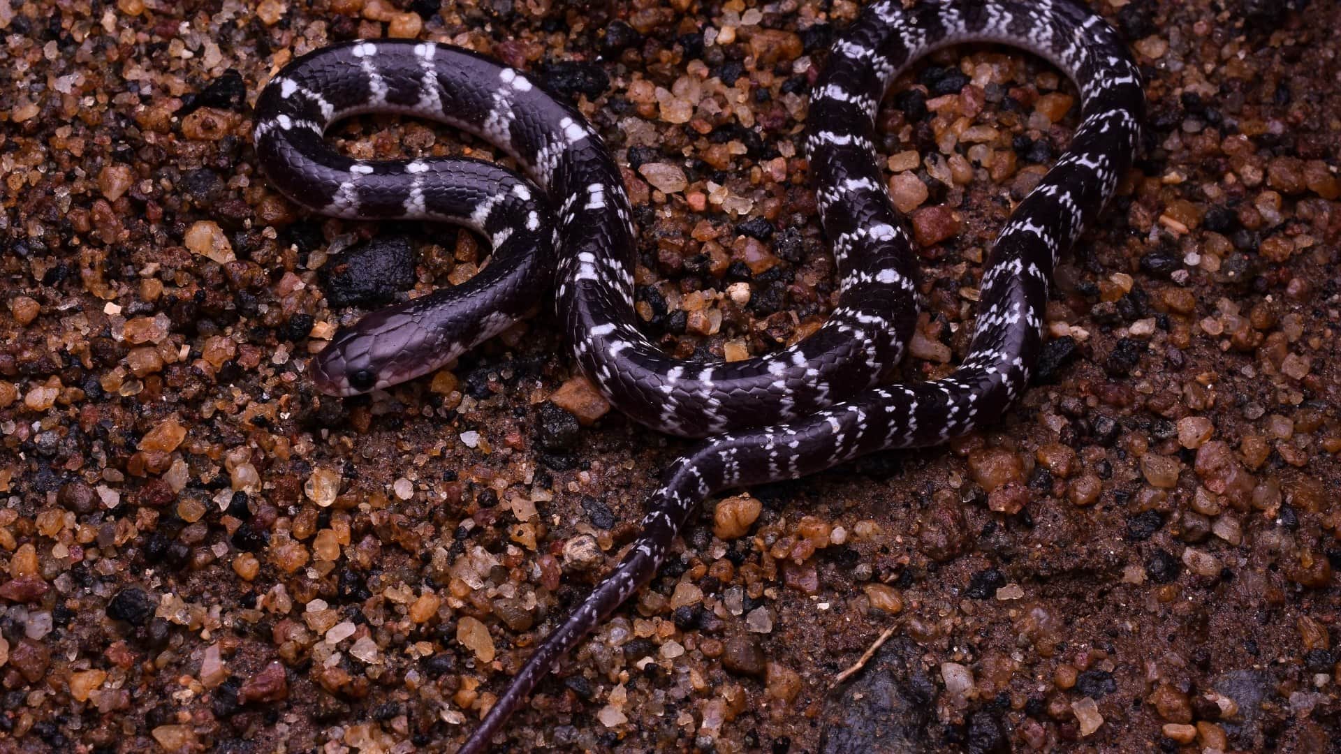 Most Venomous Snakes In India Cobra And Karait Snake King Cobra Naag ...