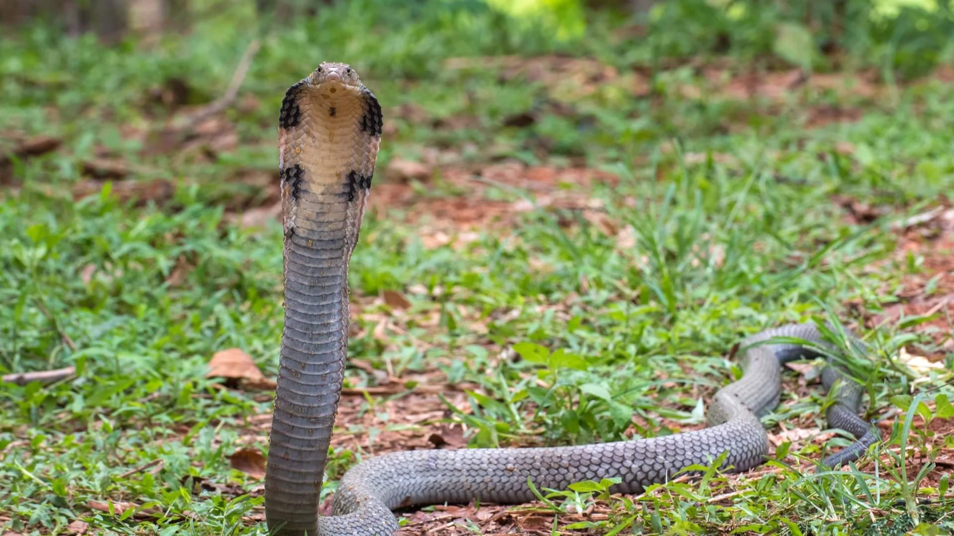 Most Venomous Snakes In India Cobra And Karait Snake King Cobra Naag ...